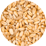 Canadian Wheat – Cereals Canada