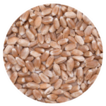 Canadian Wheat – Cereals Canada