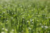 Canadian Wheat – Cereals Canada