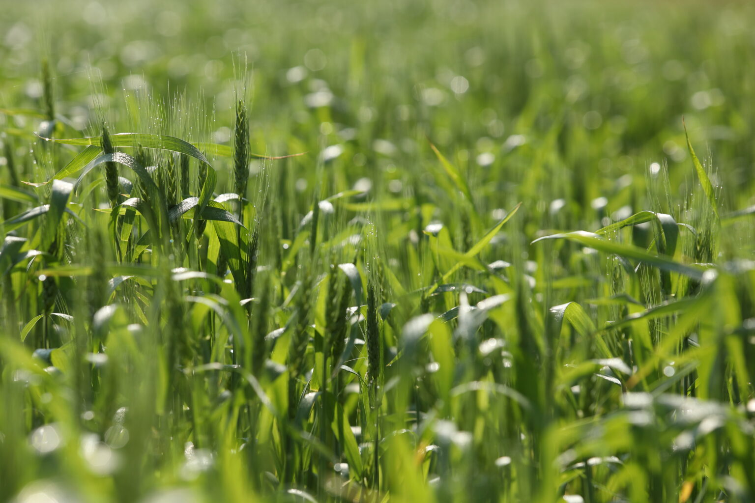 Canadian Wheat – Cereals Canada