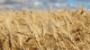 Canadian Wheat – Cereals Canada