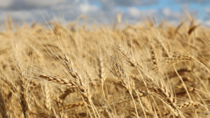 Canadian Wheat – Cereals Canada